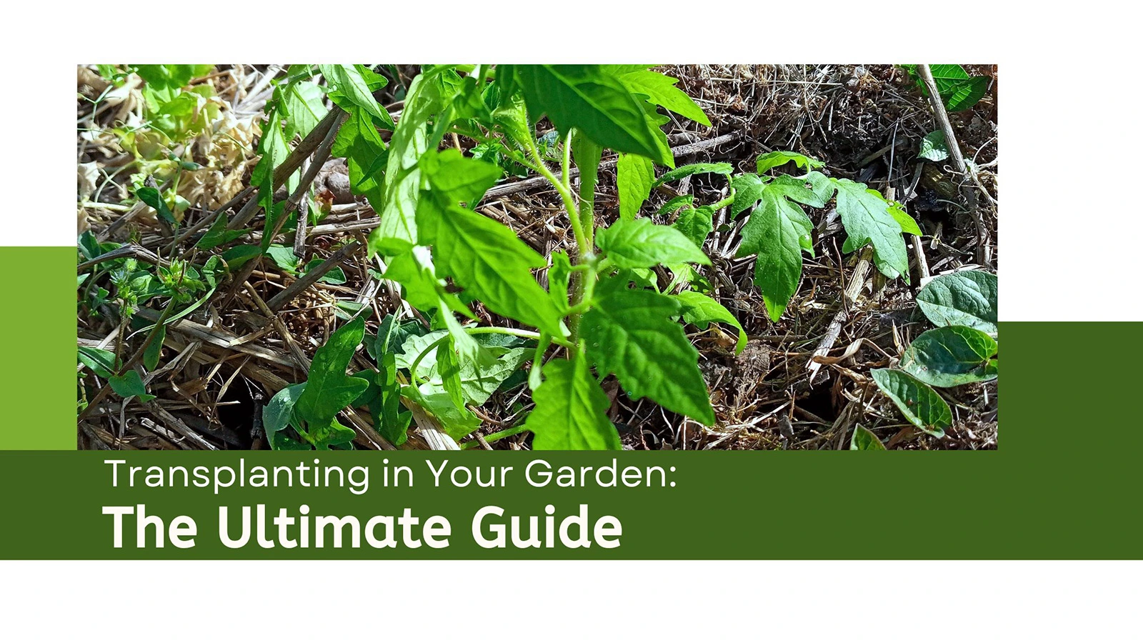 Transplanting in Your Garden: The Ultimate Guide | Petit Garden Paradise