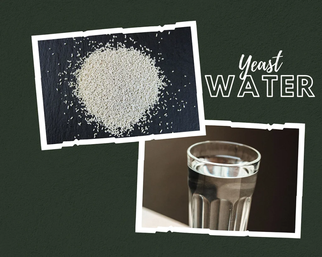 Seedling Nutrition: Essential Tips for a Strong Start in Your Garden ...