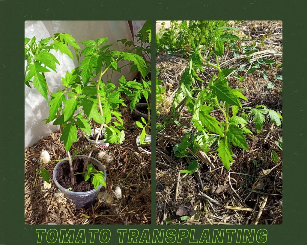 Transplanting in Your Garden: The Ultimate Guide | Petit Garden Paradise