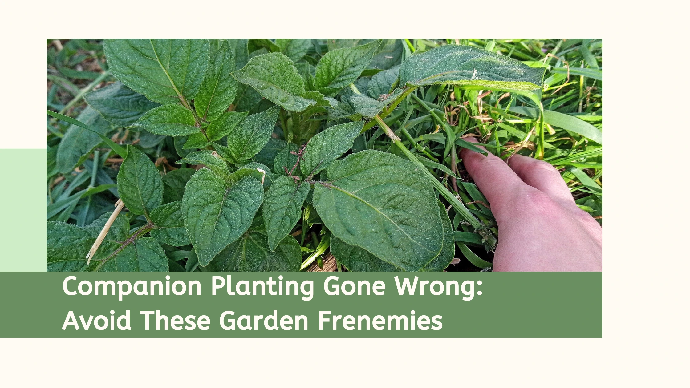 Companion Planting Gone Wrong: Avoid These Garden Frenemies | Petit ...