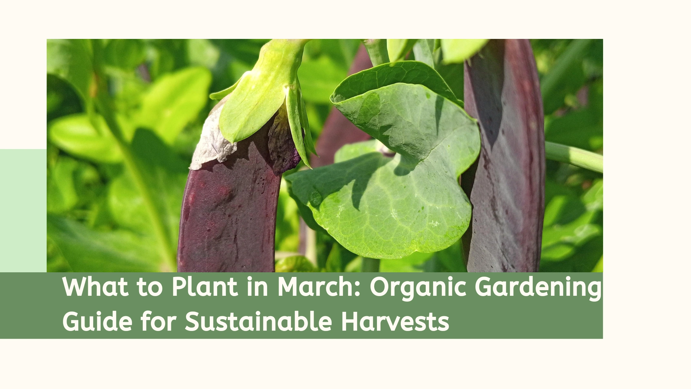 What to Plant in March: Organic Gardening Guide | Petit Garden Paradise